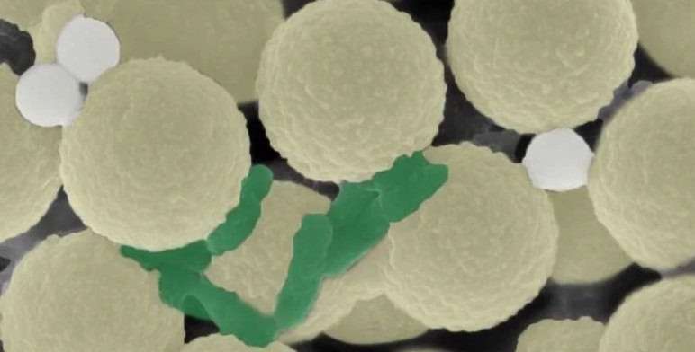 Researchers Develop Microrobots Capable Of Removing Microplastics And ...